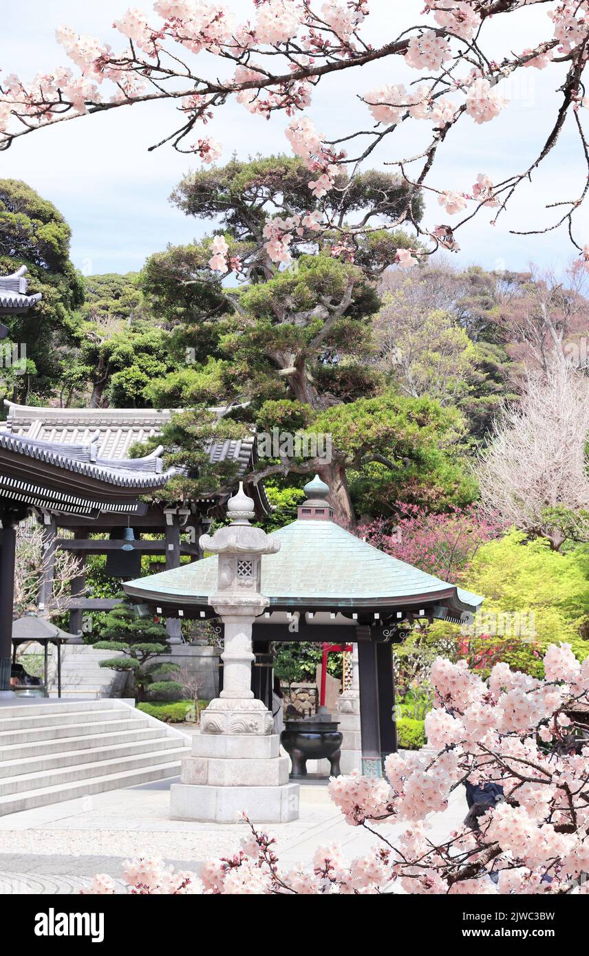 Stone lantern and Blooming sakura trees in garden near to Hasedera ...