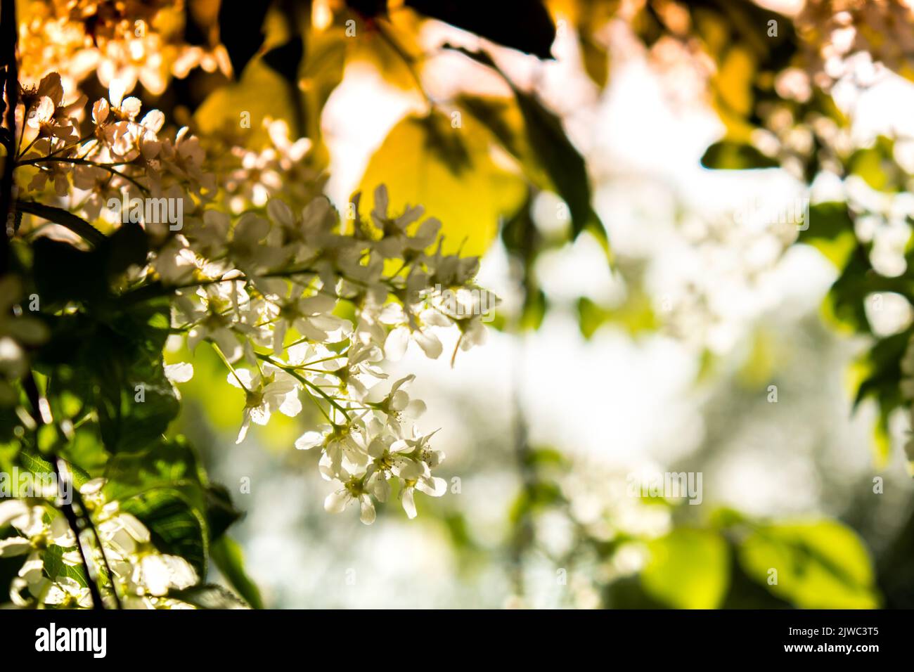 White flowers of cherry blossom on cherry tree close up. Blossoming of ...