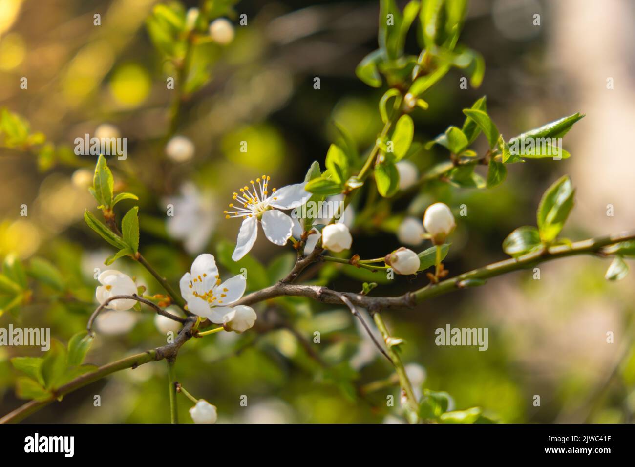 White flowers of cherry blossom on cherry tree close up. Blossoming of ...