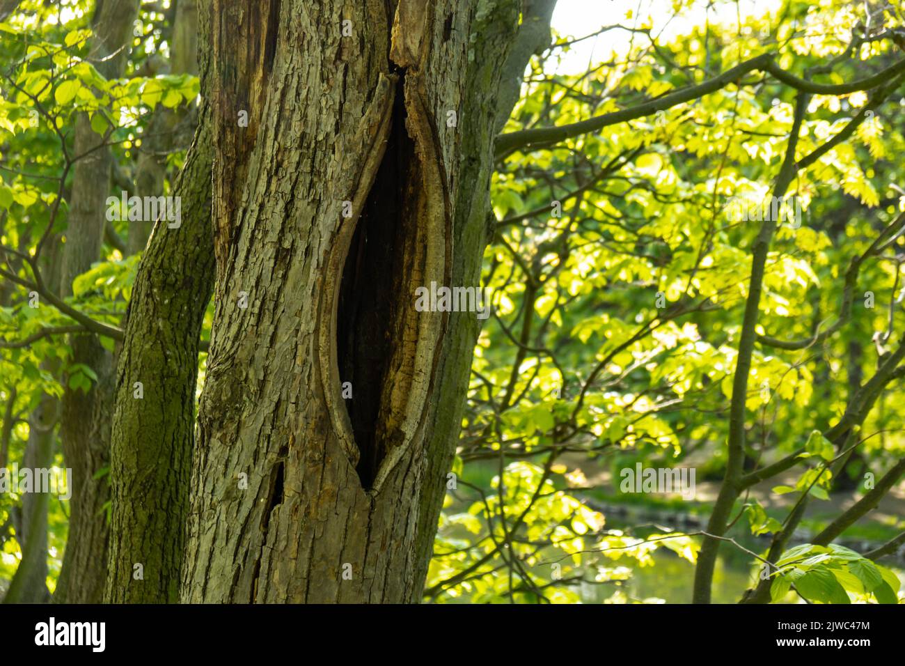 Tree root in the forest. Hollow old tree. Dead hollow oak tree ...