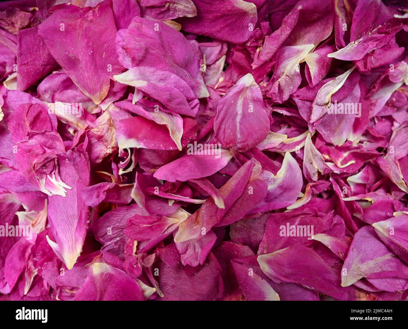 Templin, Germany. 22nd Aug, 2022. Frozen rose petals are on display in ...