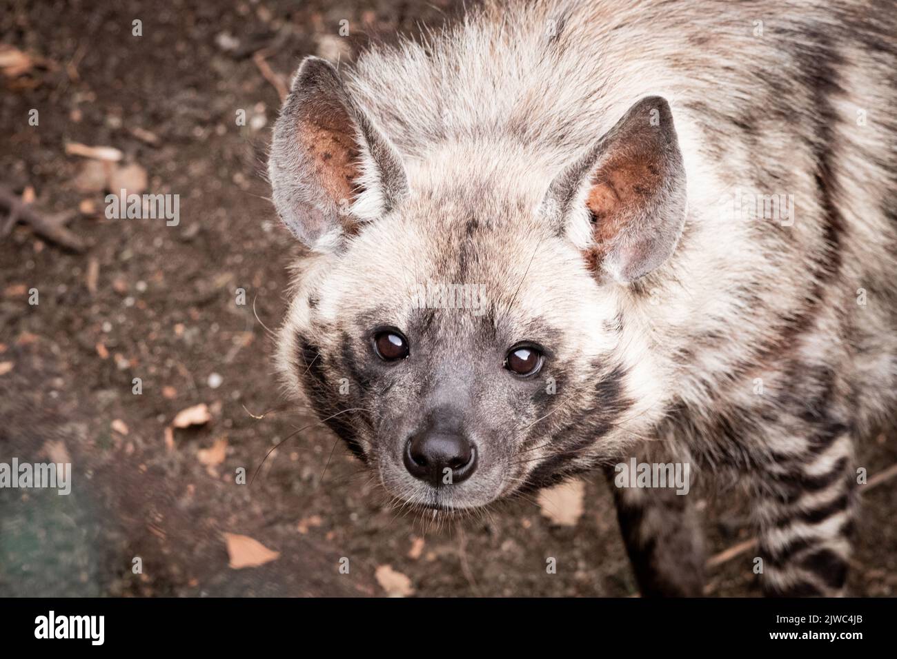 Striped hyena face hi-res stock photography and images - Alamy
