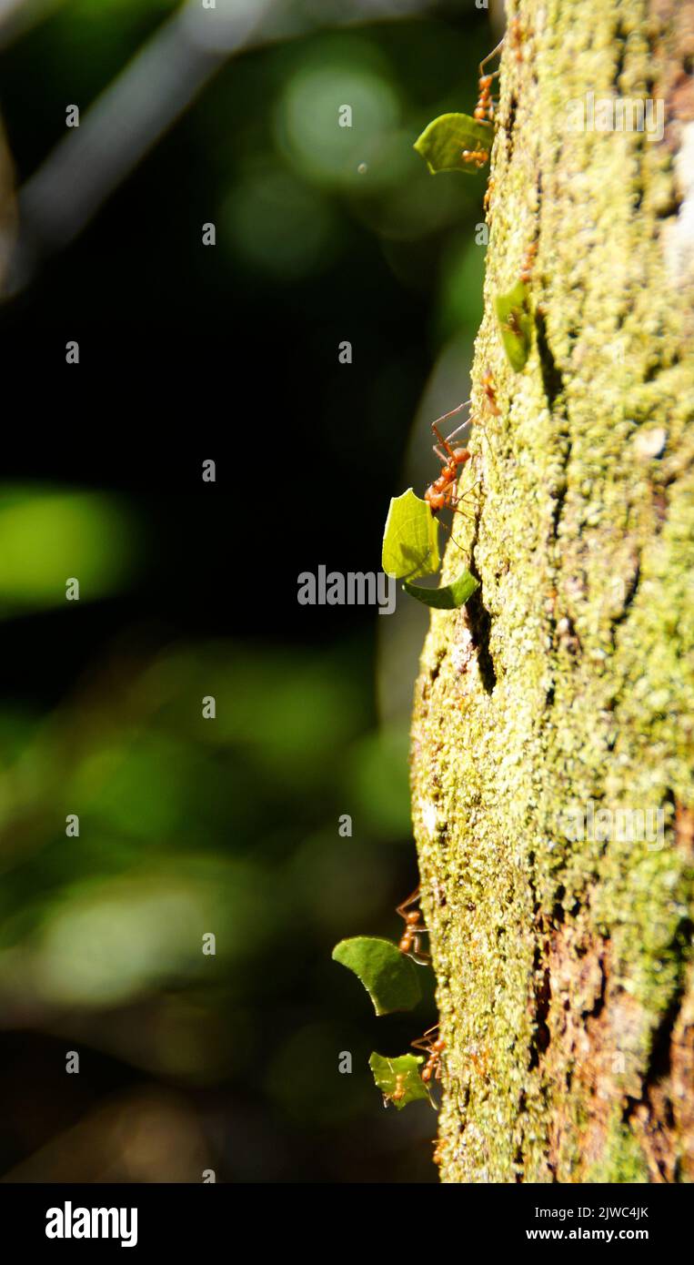 A vertical closeup of Leafcutter ants climbing on tree Stock Photo - Alamy
