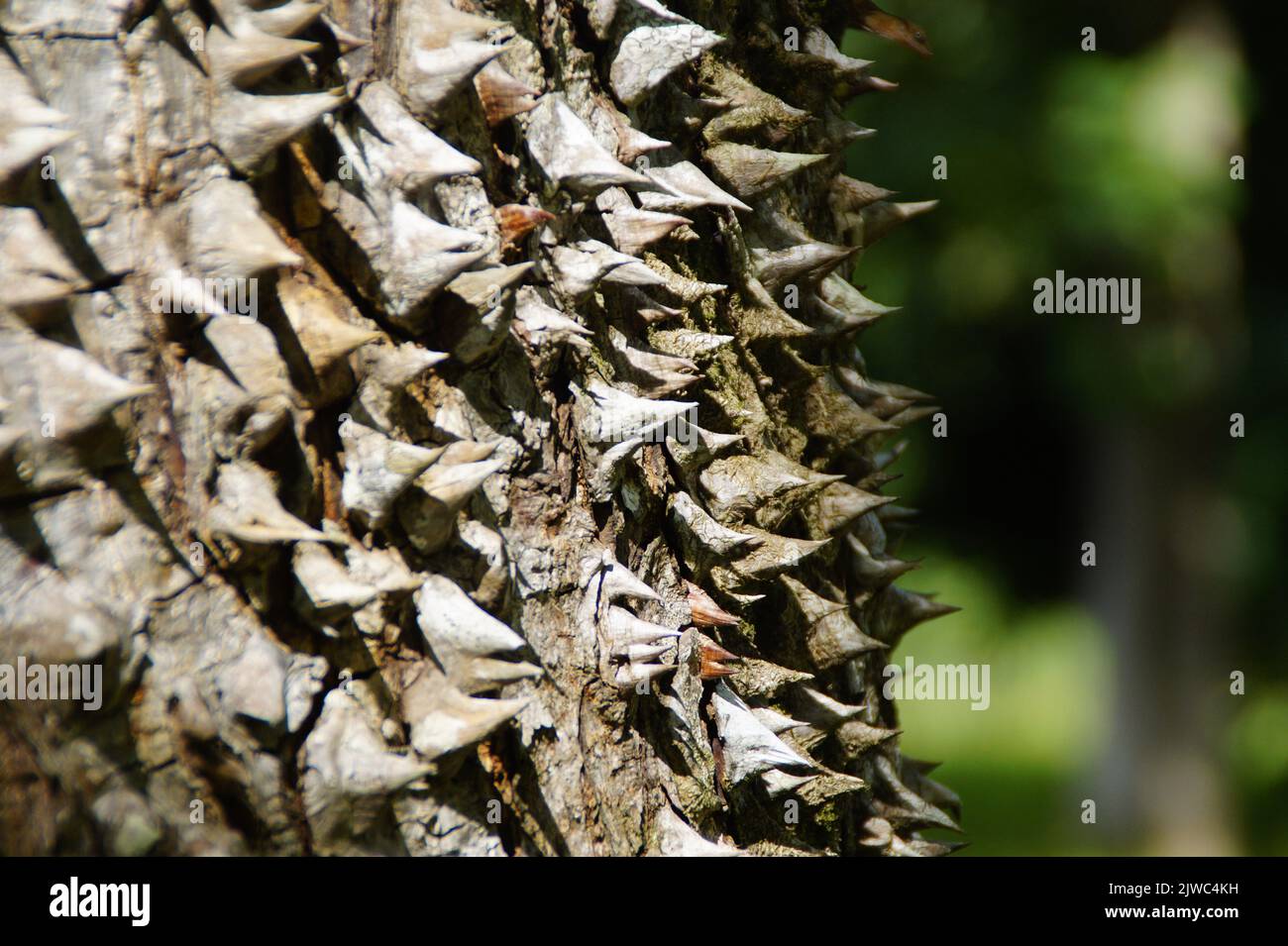 A closeup of tree with thorny trunk Stock Photo - Alamy