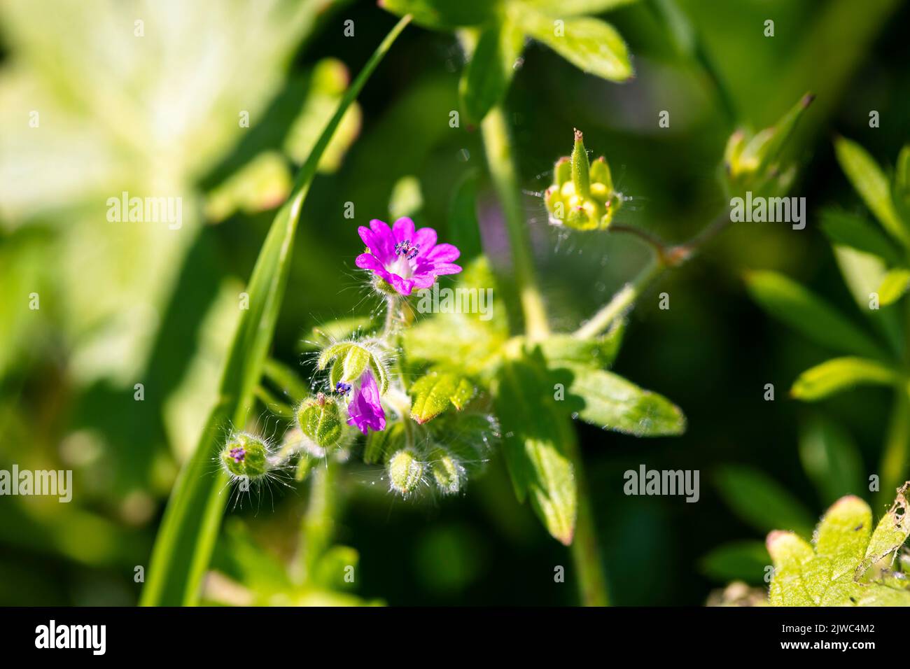The close-up view of a Dove's-foot crane's-bill flower with cocoons ...