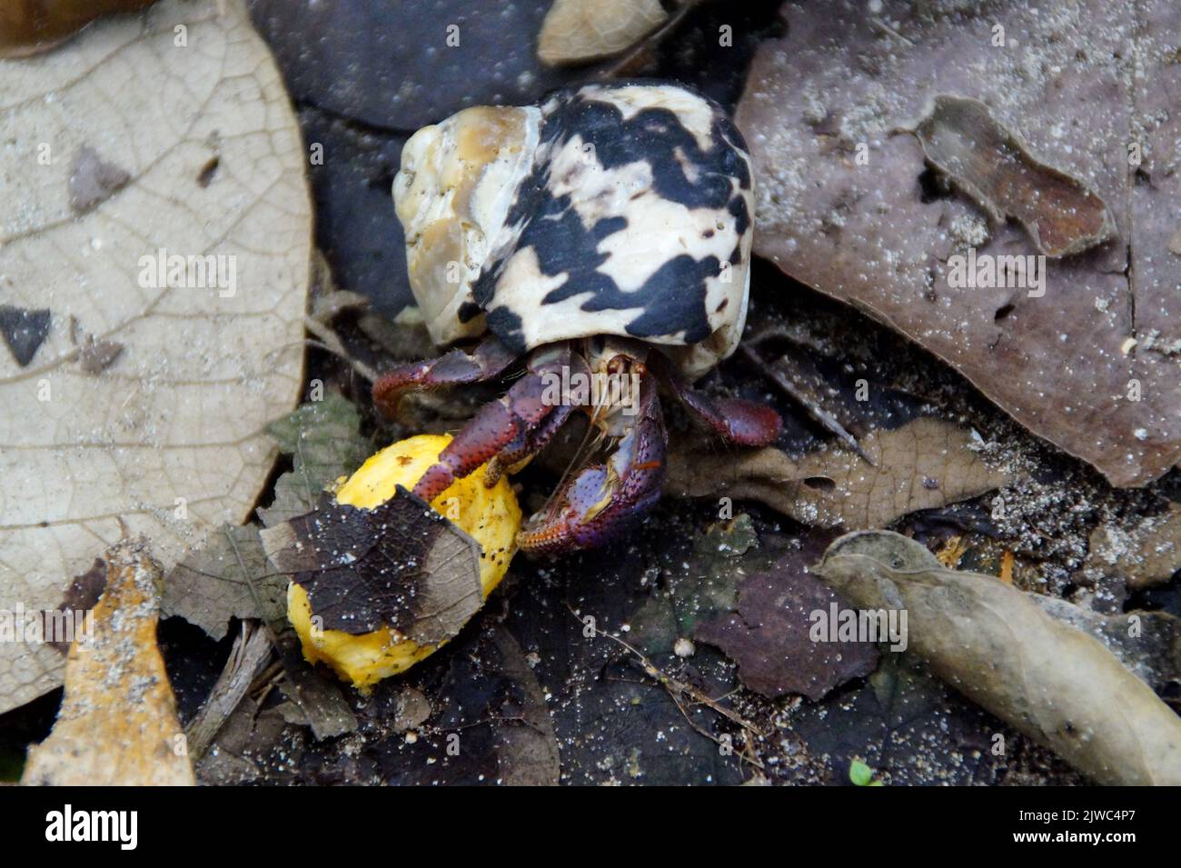 Unique crab hi-res stock photography and images - Alamy