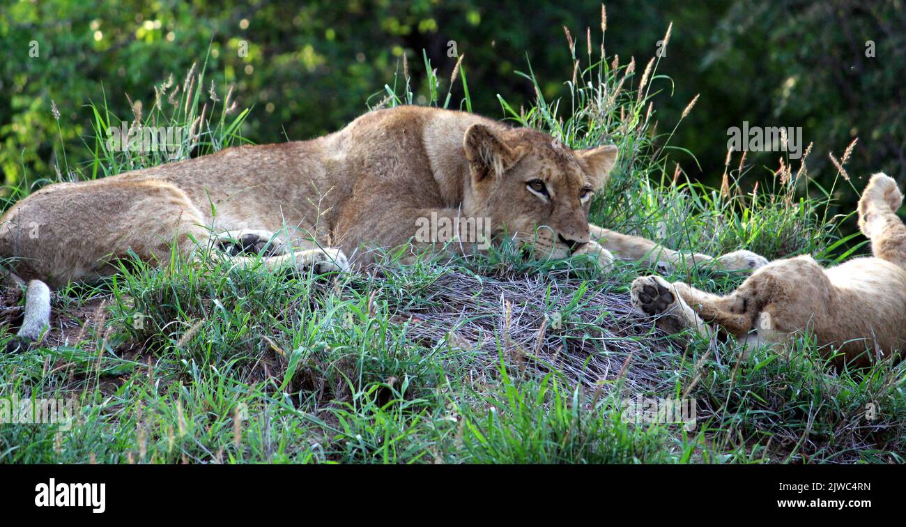 Sub-adult African lion (Panthera leo) resting in Kruger National Park ...