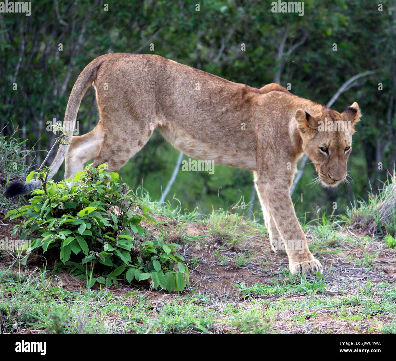 Sub-adult African lion (Panthera leo) resting in Kruger National Park ...