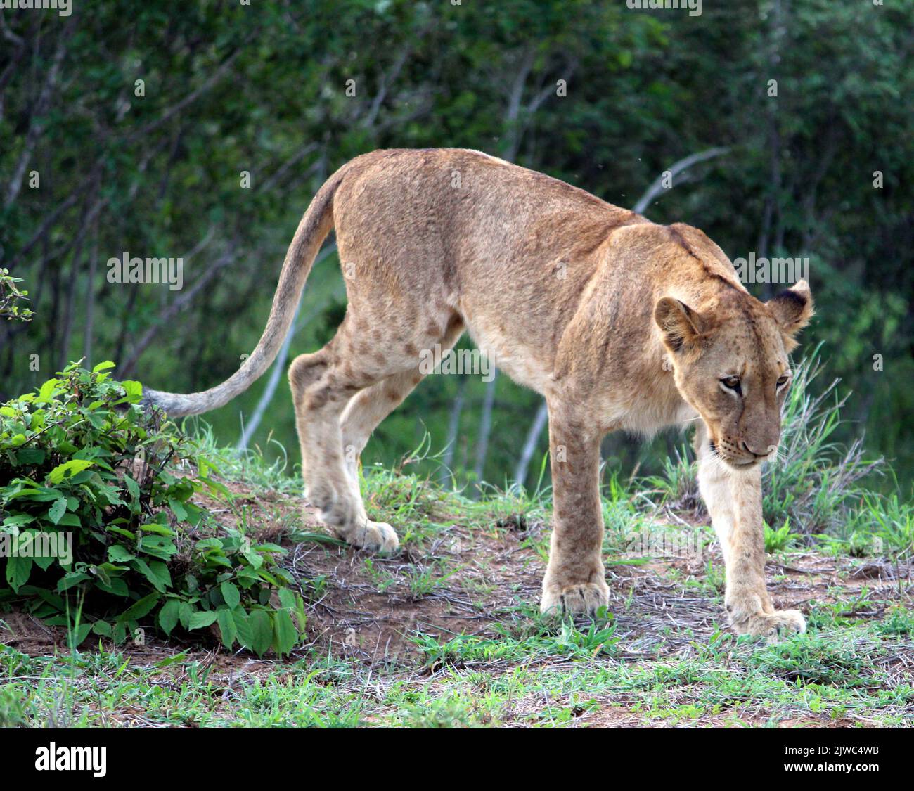 Lion legs open hi-res stock photography and images - Alamy