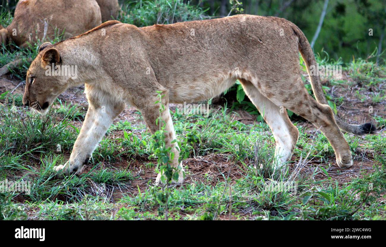 Sub-adult African lion (Panthera leo) resting in Kruger National Park ...