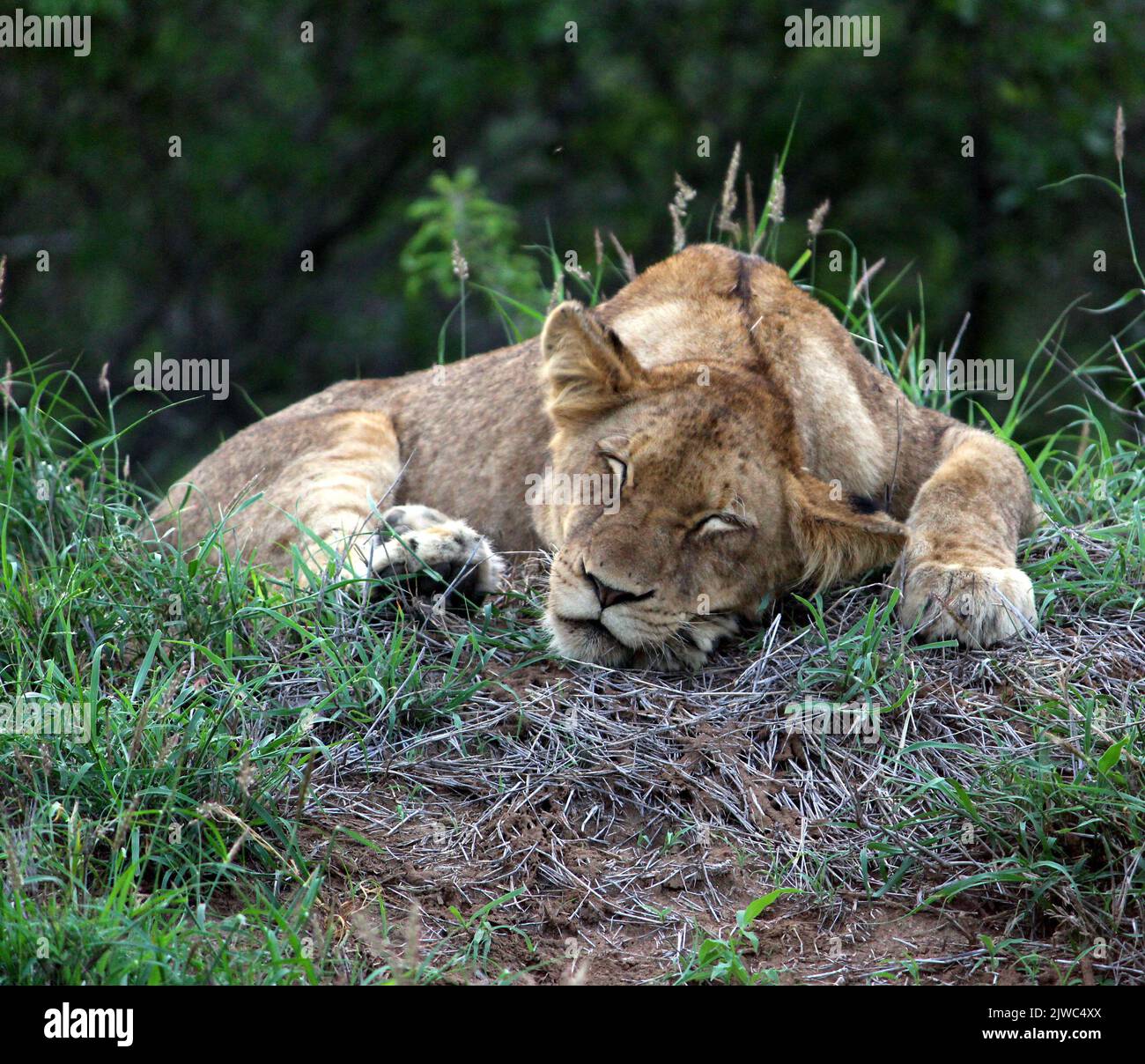 Lion legs open hi-res stock photography and images - Alamy