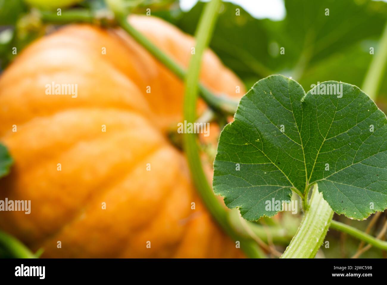 A big ripe orange pumpkin in a bed Stock Photo - Alamy