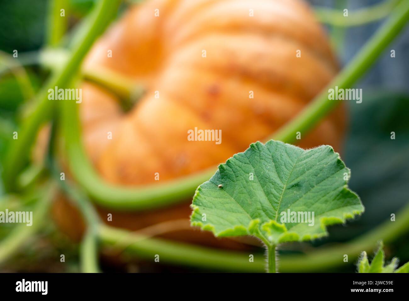 A big ripe orange pumpkin in a bed Stock Photo - Alamy