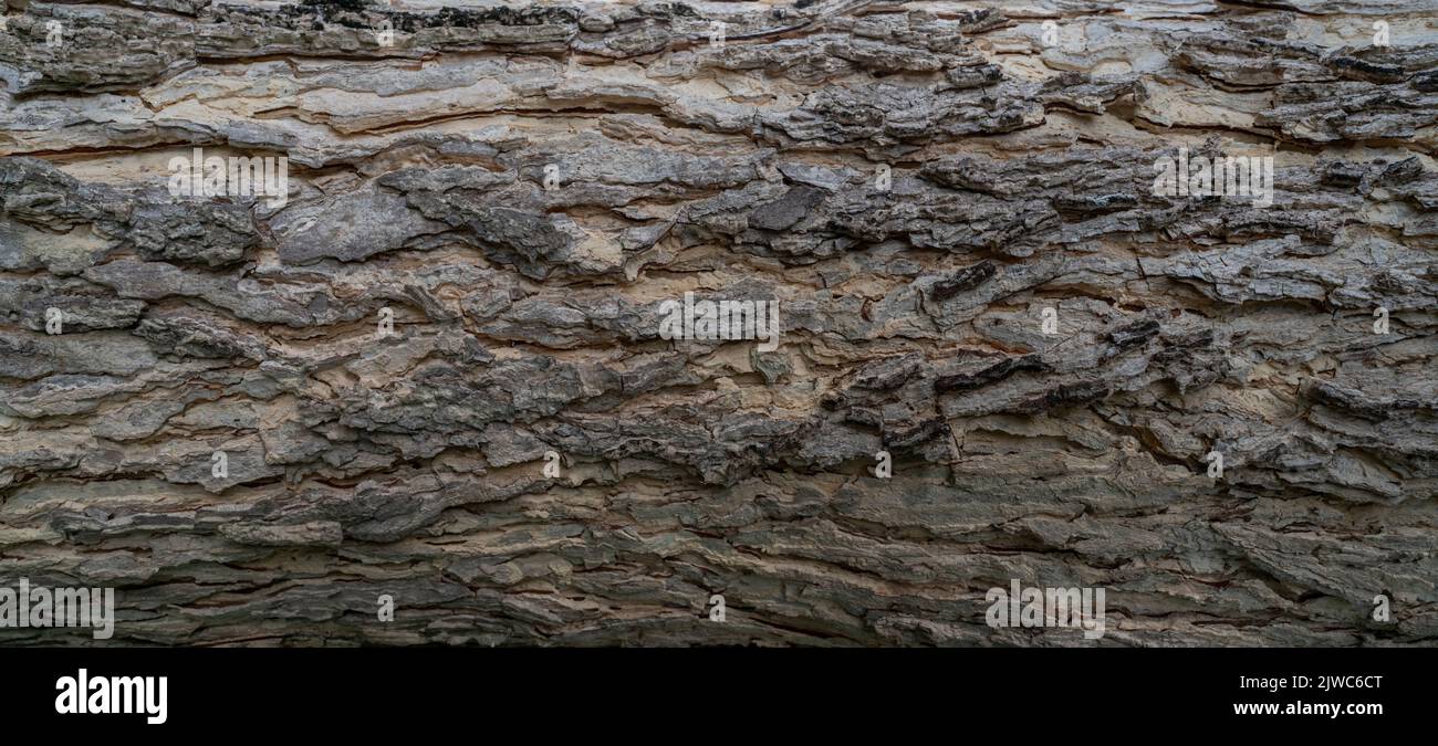 Full frame tree bark texture background. Gray wood skin abstract ... Full frame tree bark texture background. Gray wood skin abstract ...