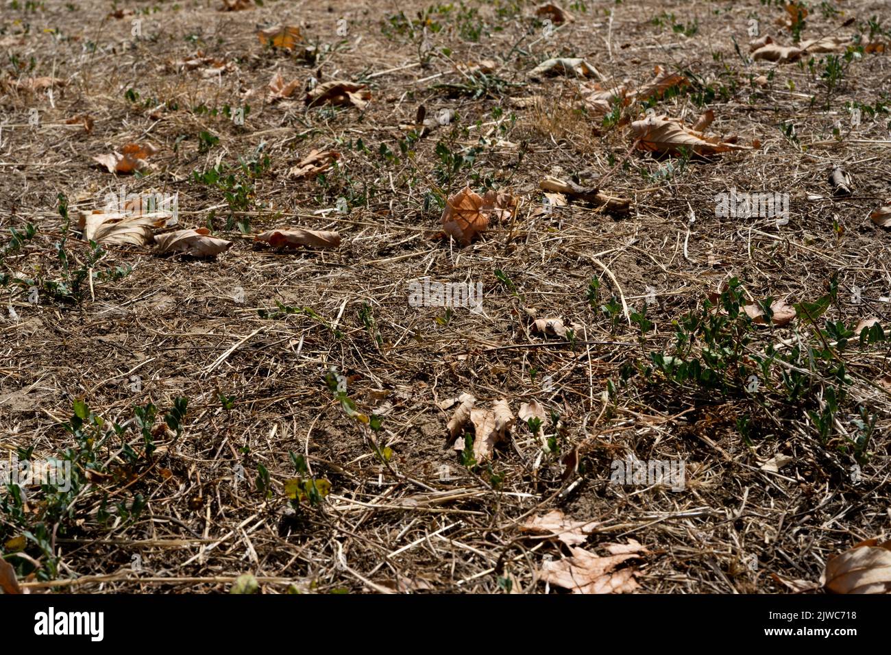 Dry grass background with dry leaves during a drought in france. Hot ...
