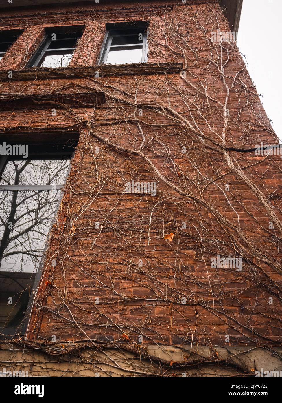 A low angle shot of a brick wall building covered with branches Stock ...