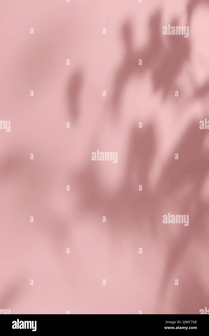 Shadow of plants on solid pink wall texture background Stock Photo - Alamy