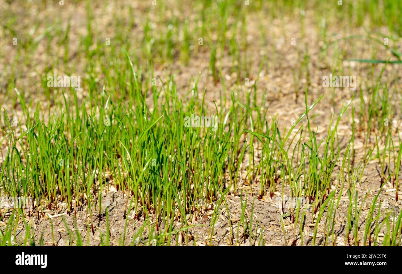 new lawn seeding in the garden Stock Photo - Alamy