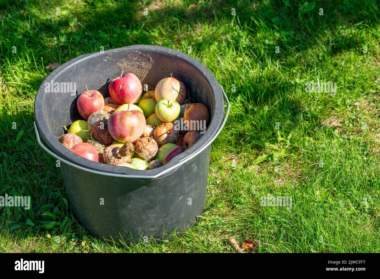 Bucket full of rotten apples Stock Photo - Alamy