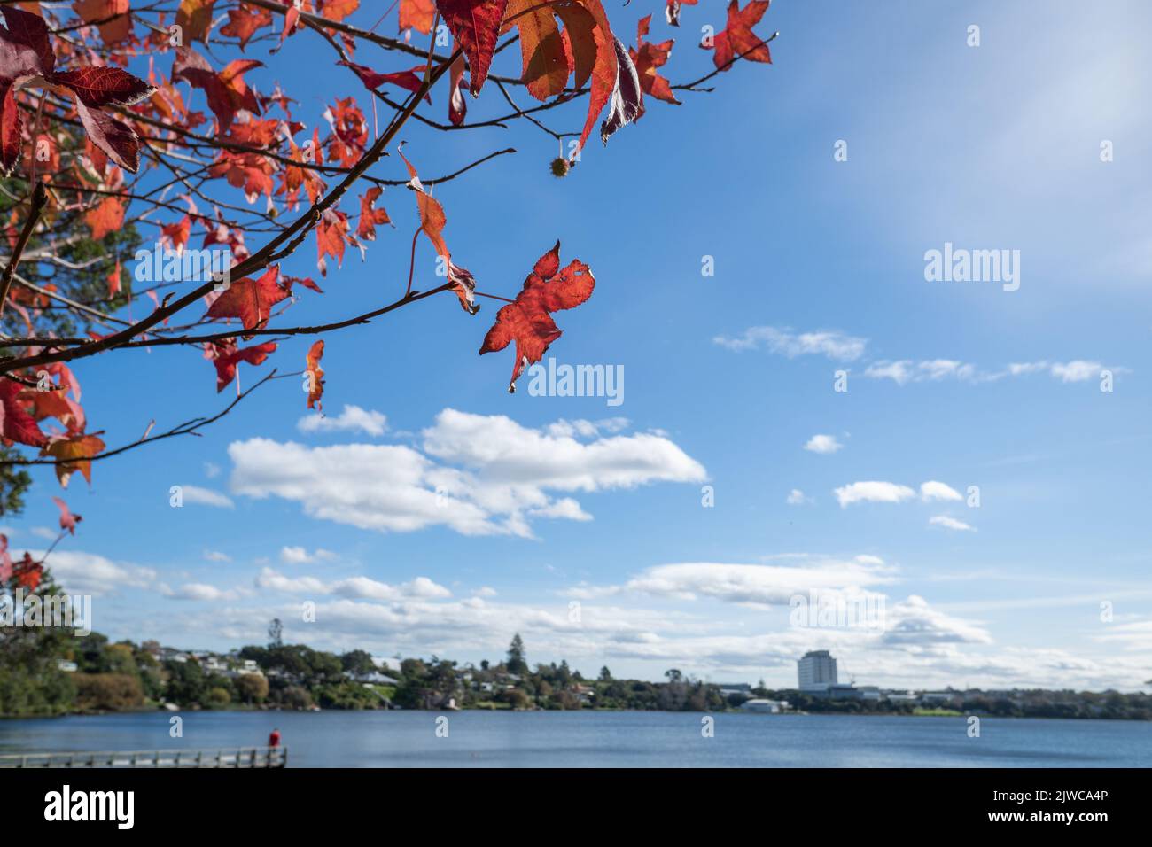 Autumn red leaves framing lake Pupuke and North Shore hospital at ...