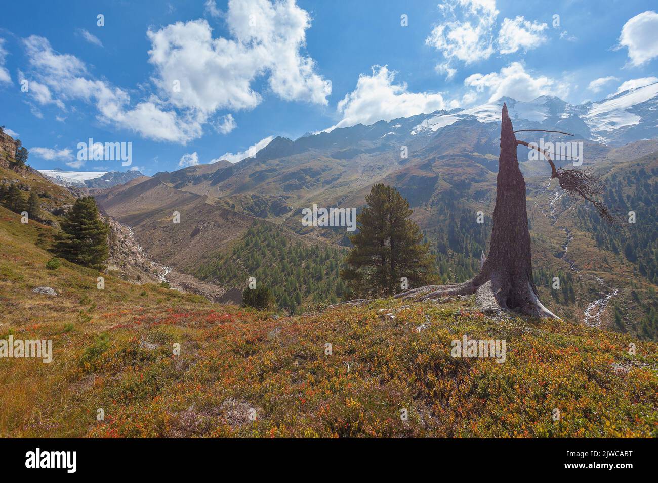 Broken pine trunk with alpine panorama in the background with peaks and ...