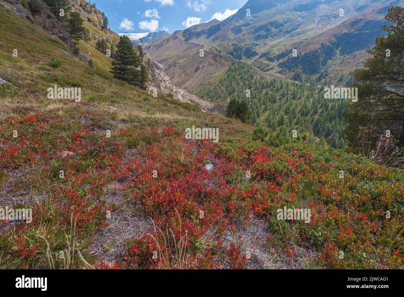 Autumn colored blueberry plants with alpine valley background Stock ...