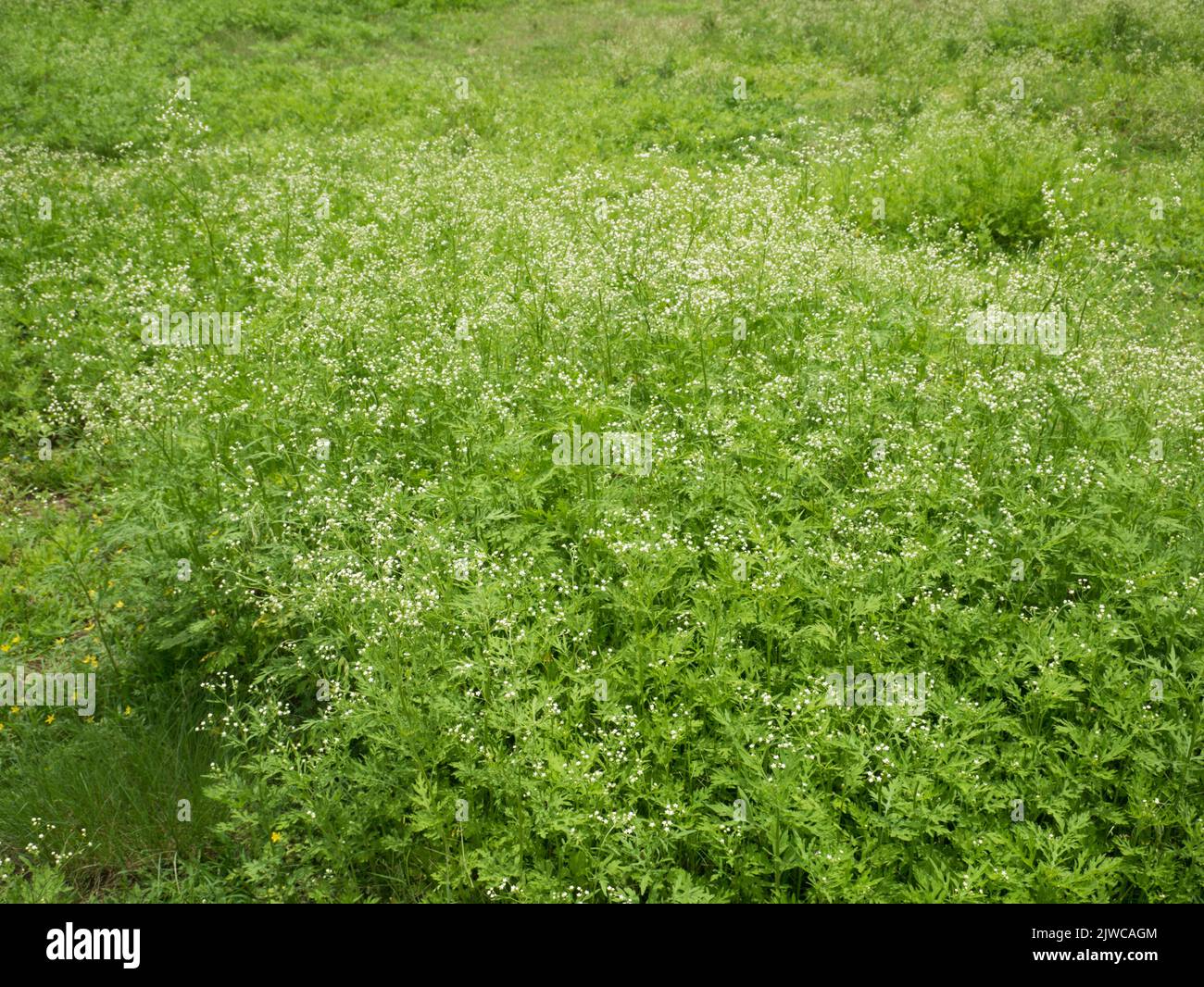 Congress grass hi-res stock photography and images - Alamy