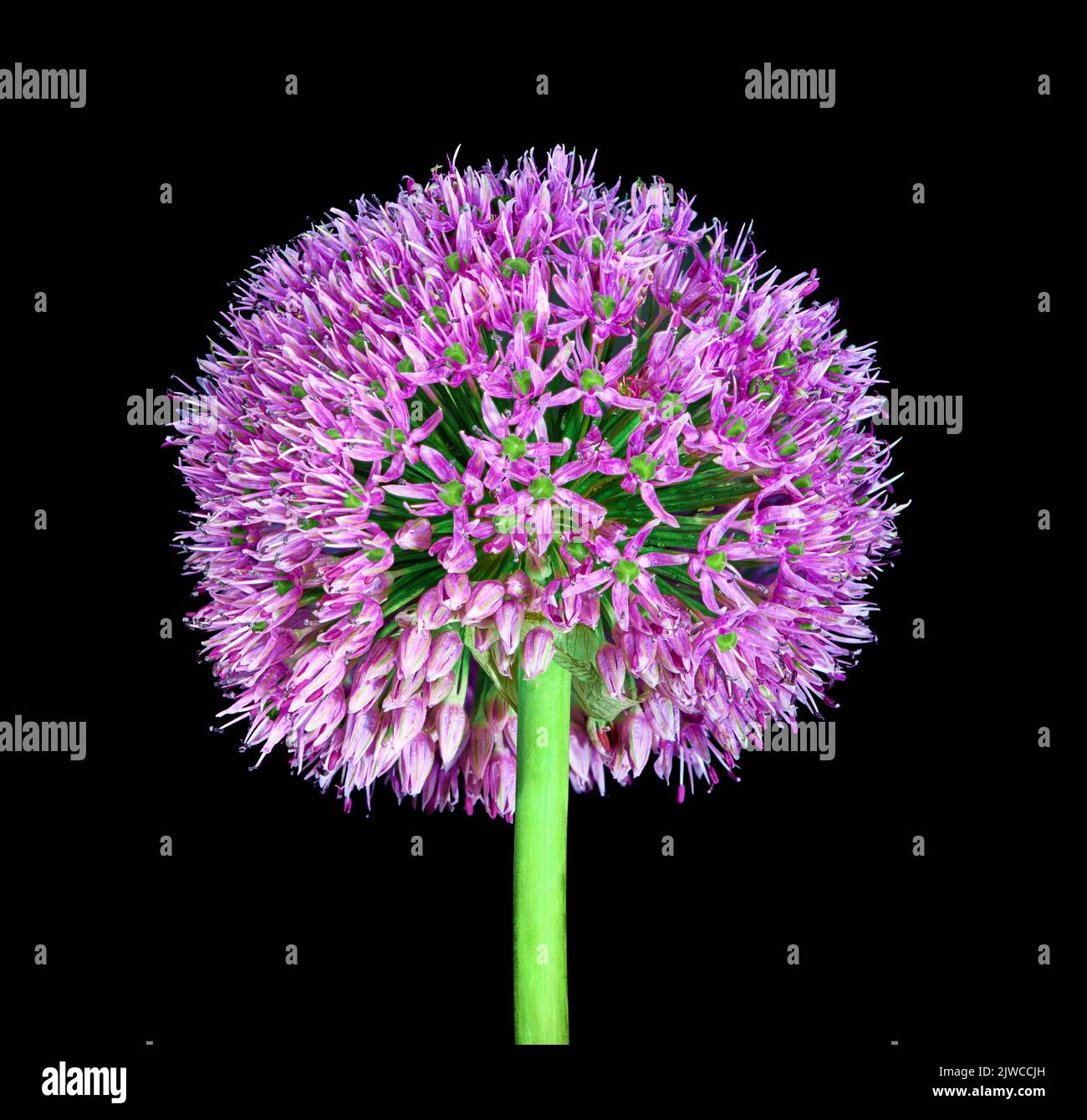 Allium flower growing on black background nature Stock Photo - Alamy