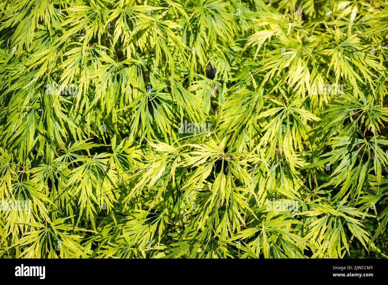Japanese maple tree closeup view. Background texture Stock Photo - Alamy
