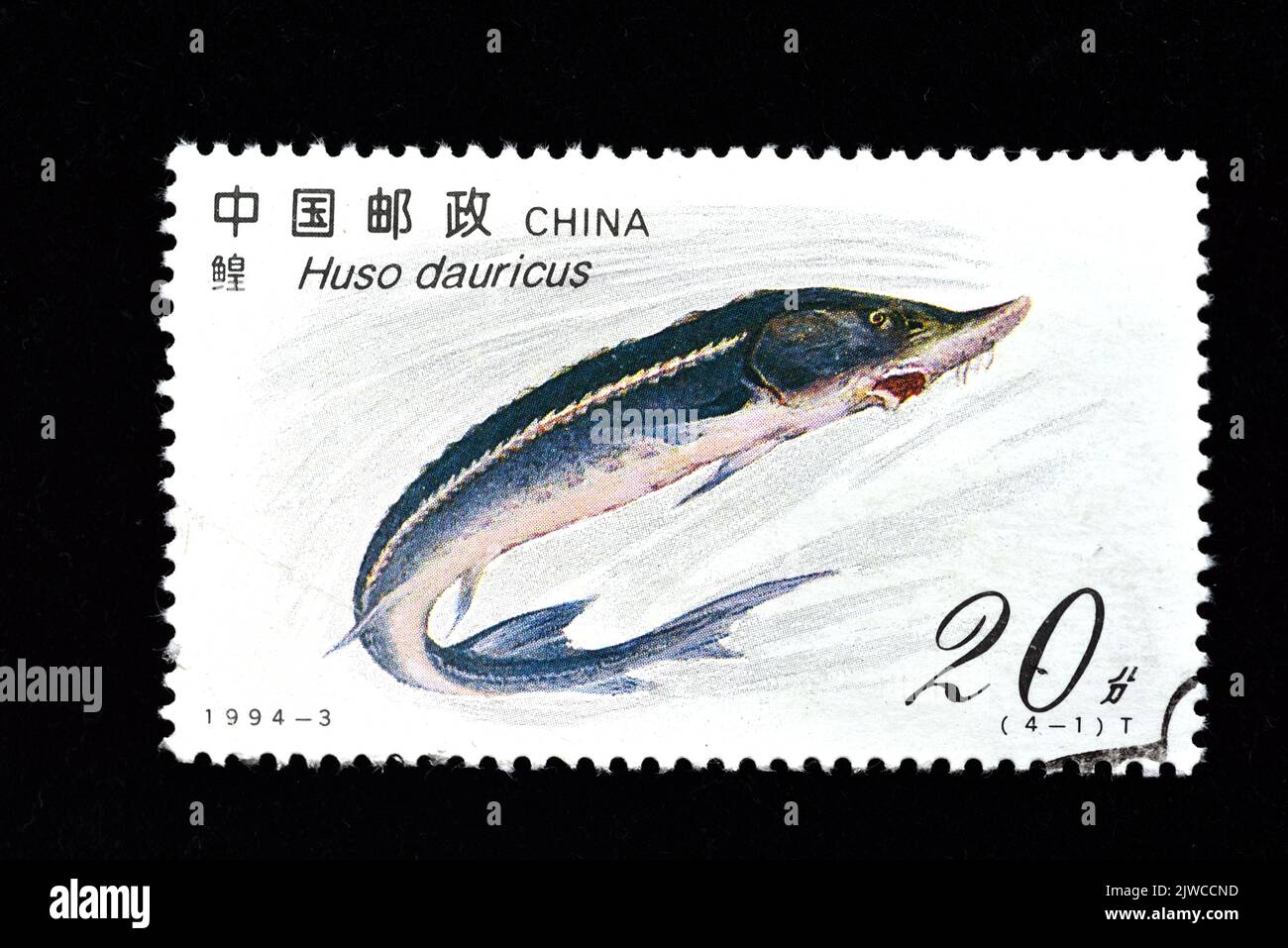 Huso dauricus hi-res stock photography and images - Alamy