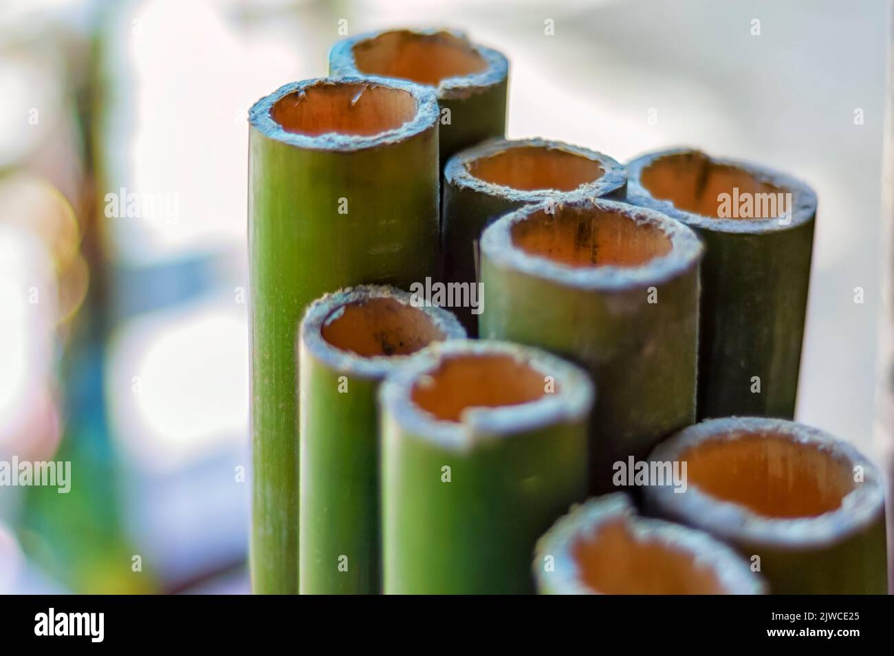 Bamboo sections arranged neatly in preparation to cook sticky rice ...