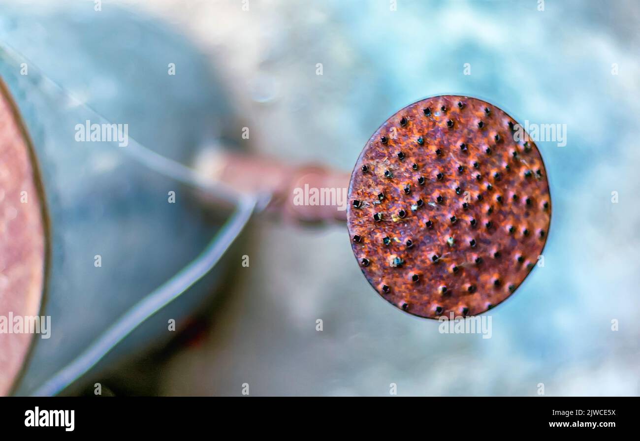A close up of the perforated cap or shower head of a watering can. The ...