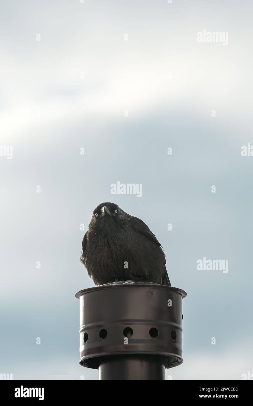 Black bird house hi-res stock photography and images - Alamy