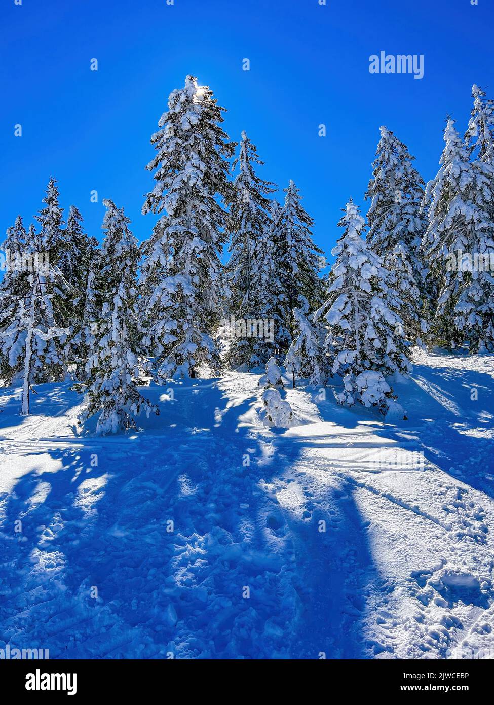Evergreen forest in winter with branches covered in snow and blue sky ...