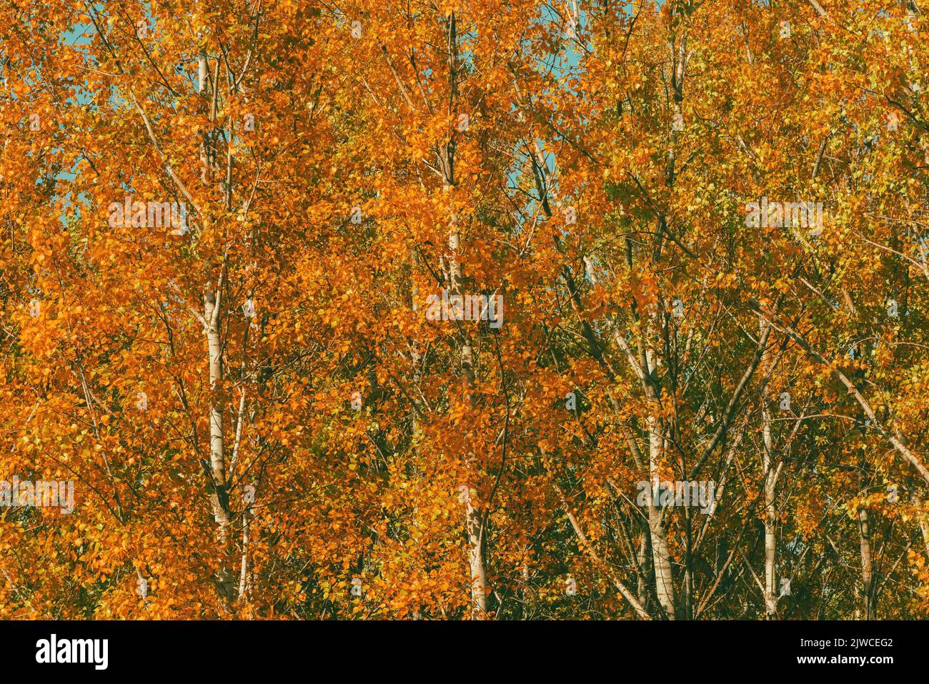 Fall season and beauty in nature, beautiful poplar forest landscape ...