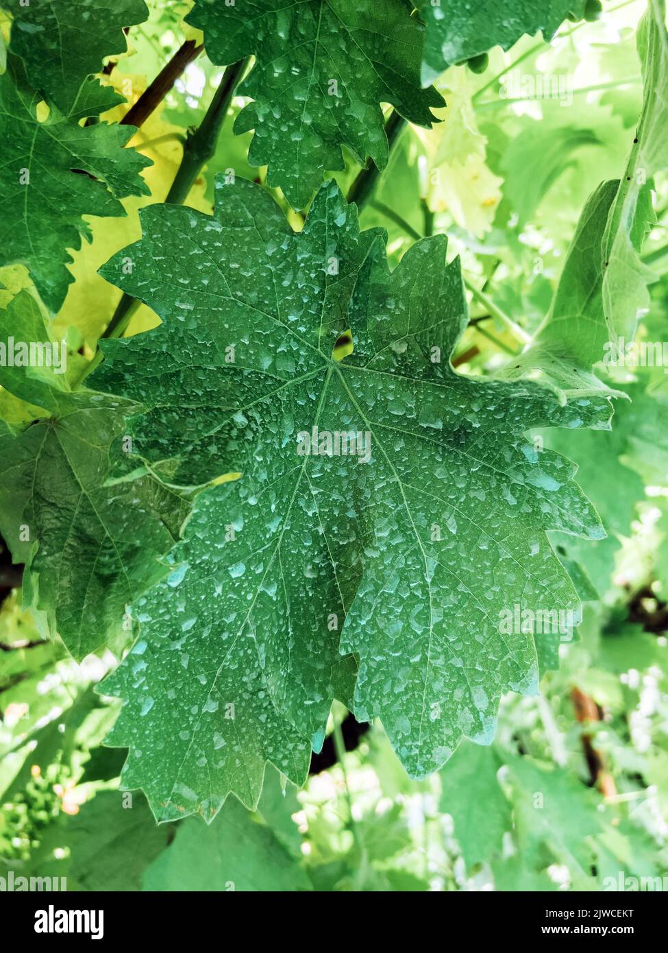 Grape vine disease hi-res stock photography and images - Alamy