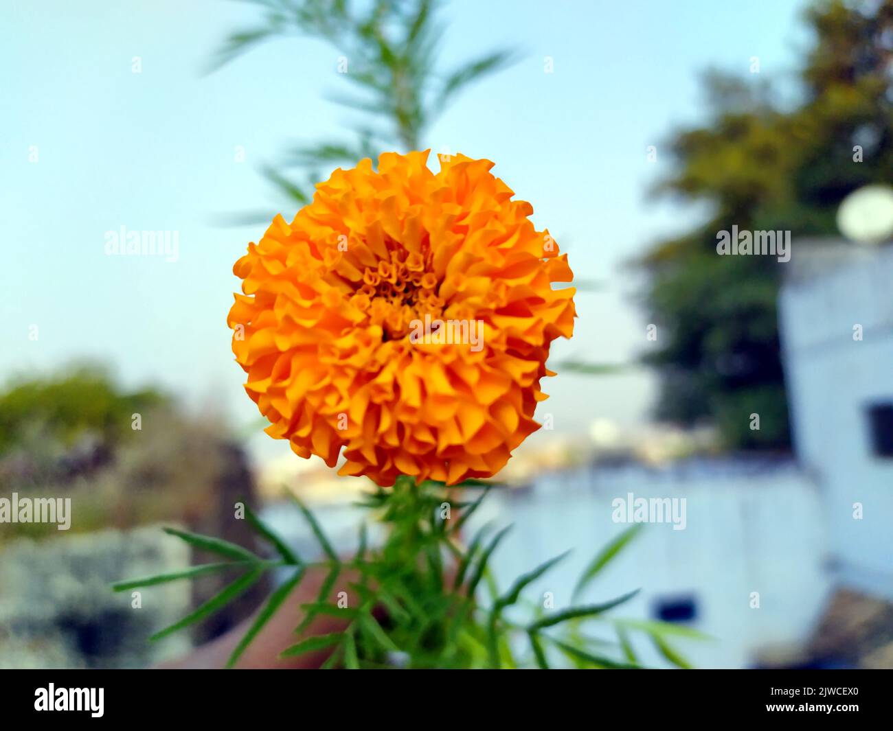 Yellow and Orange Marigold Flowers (tagetes) in bloom Stock Photo - Alamy