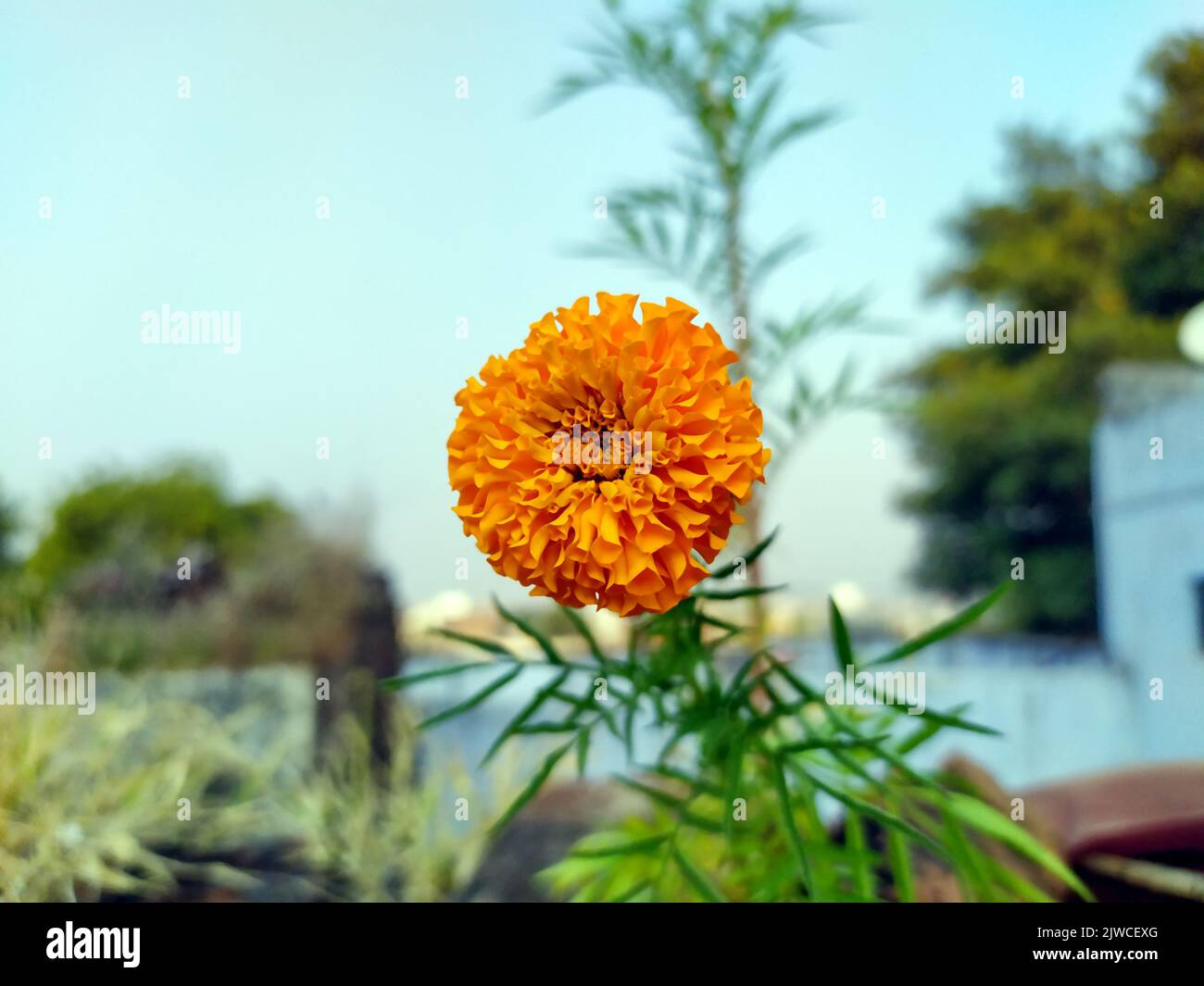 Yellow and Orange Marigold Flowers (tagetes) in bloom Stock Photo - Alamy