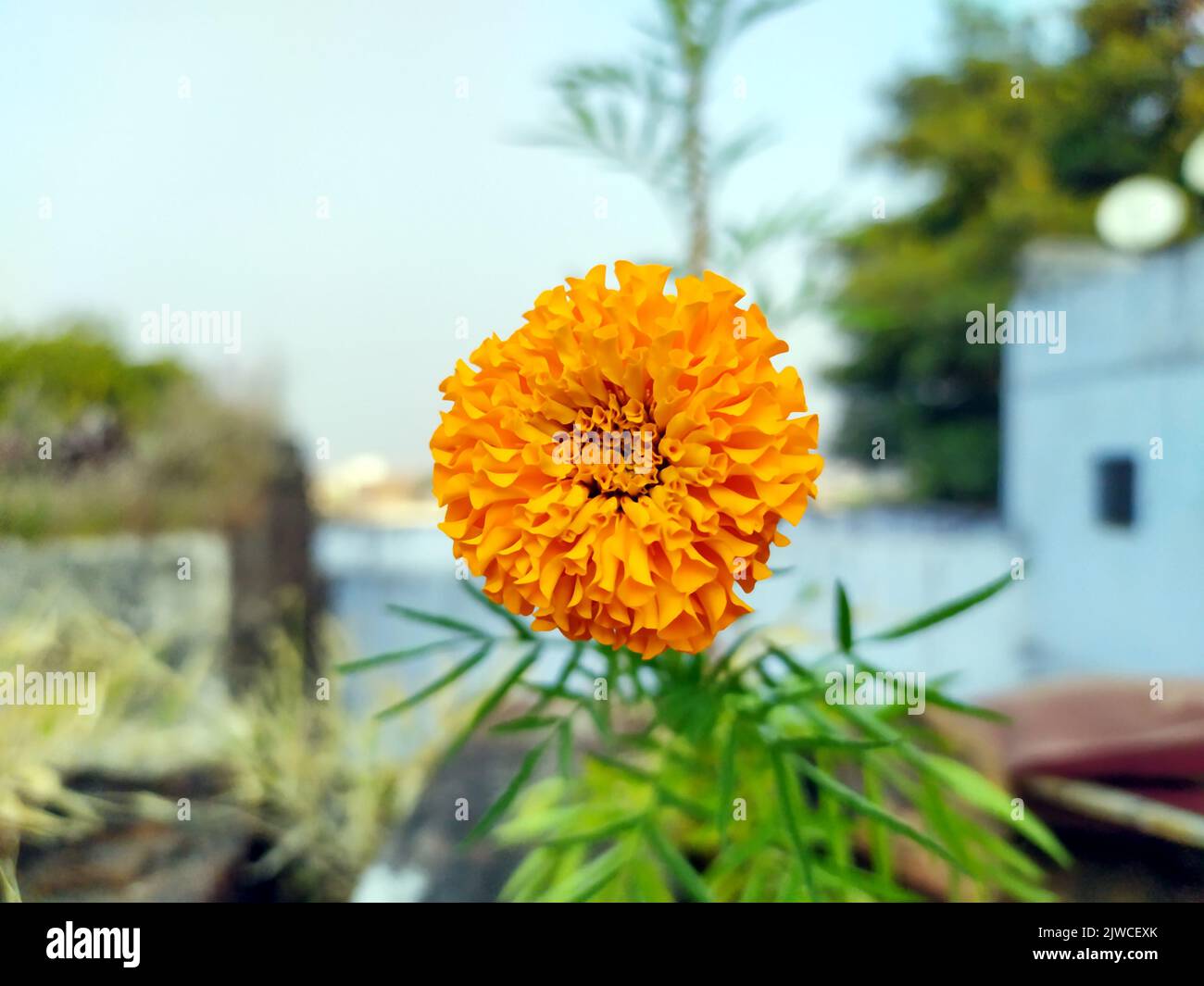 Yellow and Orange Marigold Flowers (tagetes) in bloom Stock Photo - Alamy