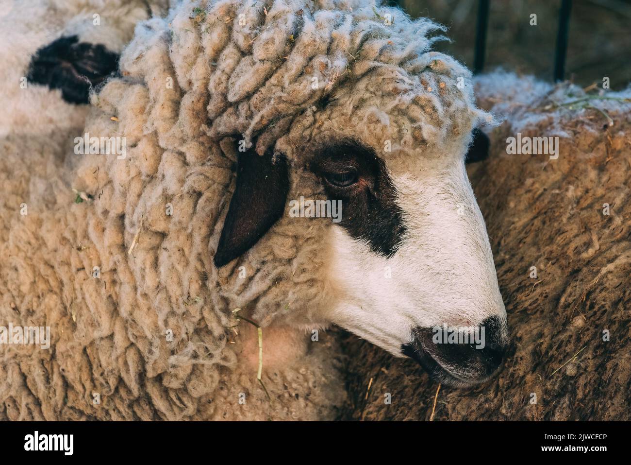 Female sheep hi-res stock photography and images - Alamy