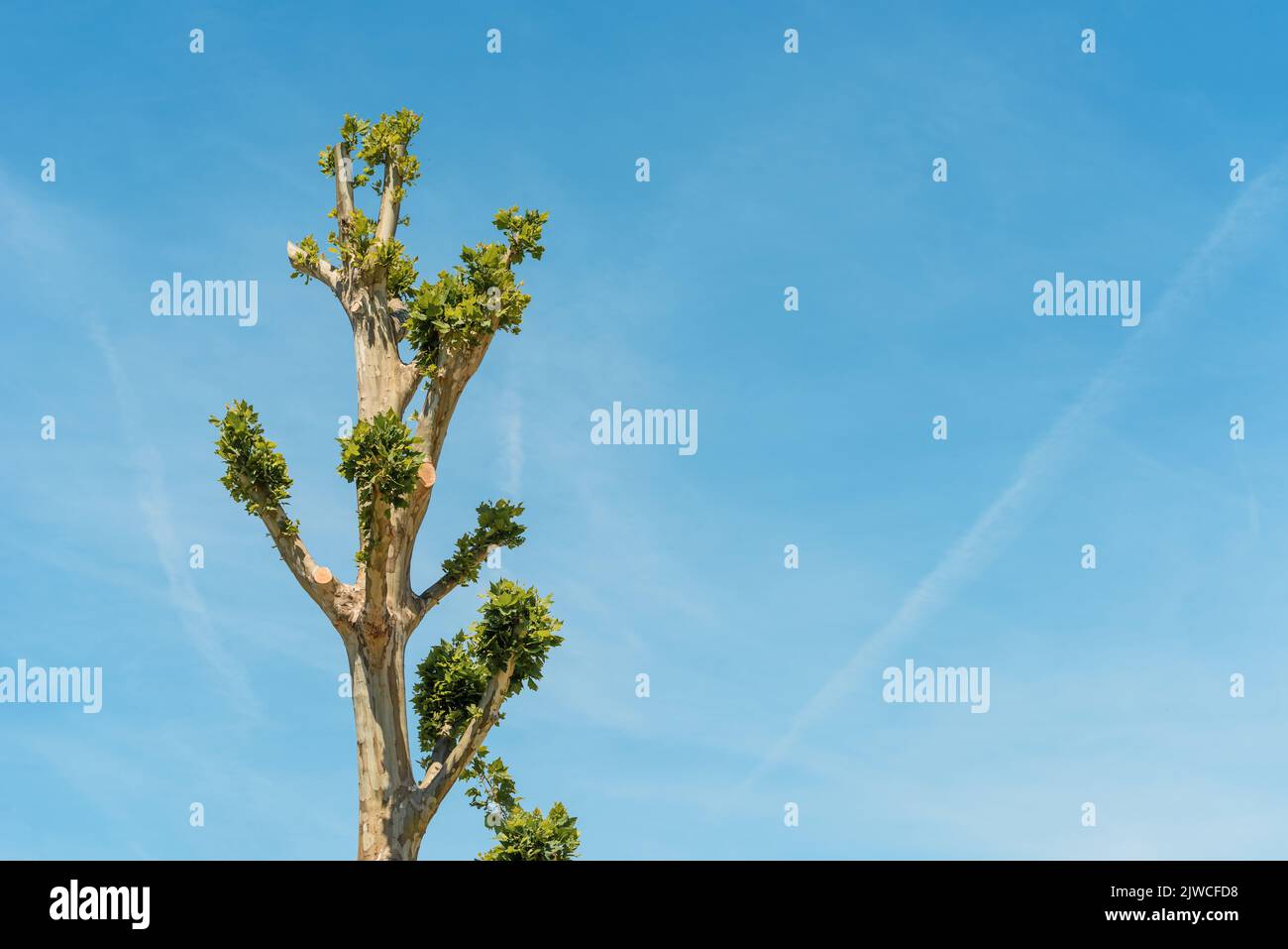 Tree topping, small branches with green leaves growing at treetop after ...