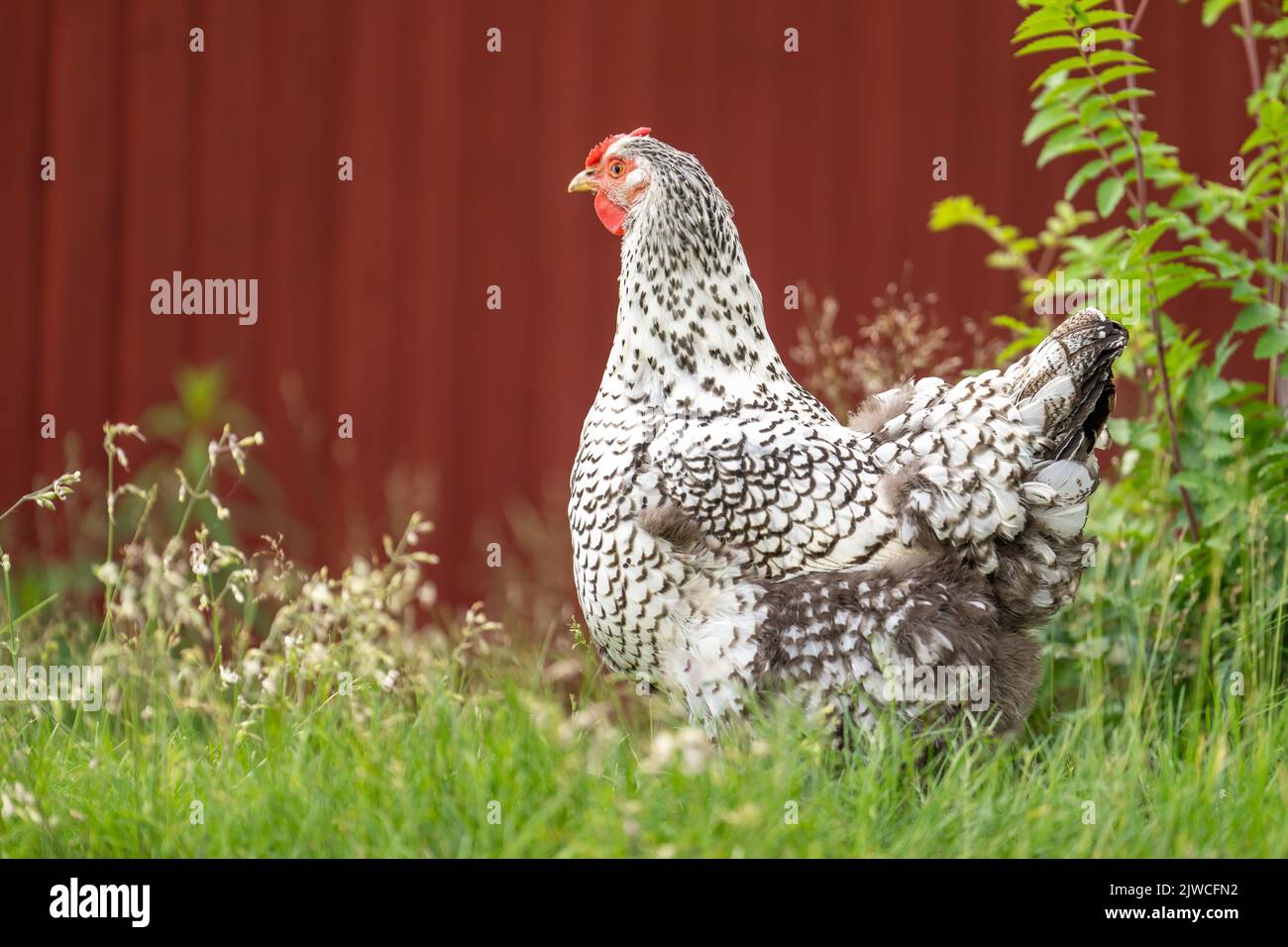 Chicken earlobe hi-res stock photography and images - Alamy