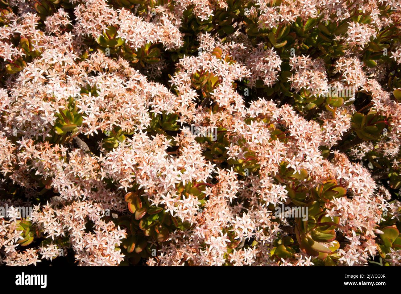 Jade plant Crassula ovata in flower. San Bartolome de Tirajana. Gran ...
