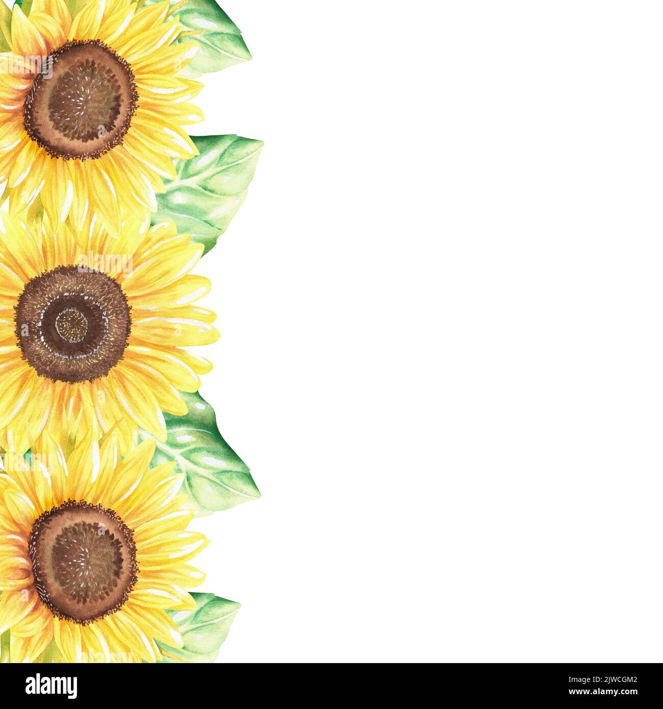 Helianthus botanical art hi-res stock photography and images - Alamy