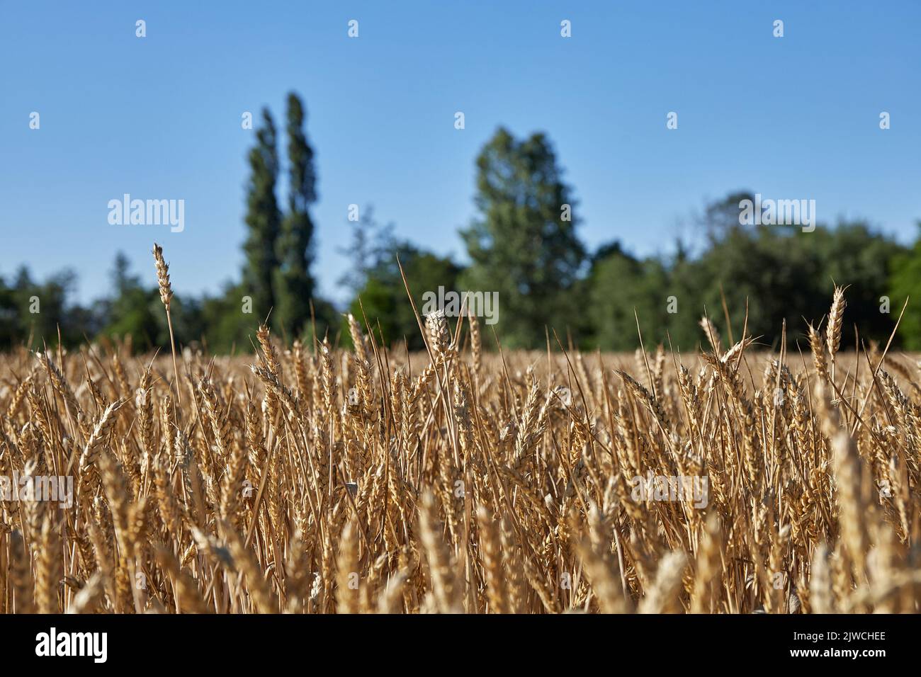 large wheat field with trees in the background. rural scene of ...