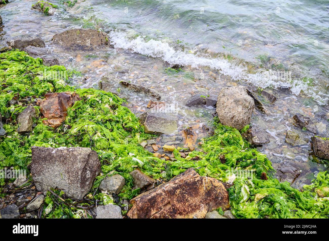 Algae on a stone hi-res stock photography and images - Alamy