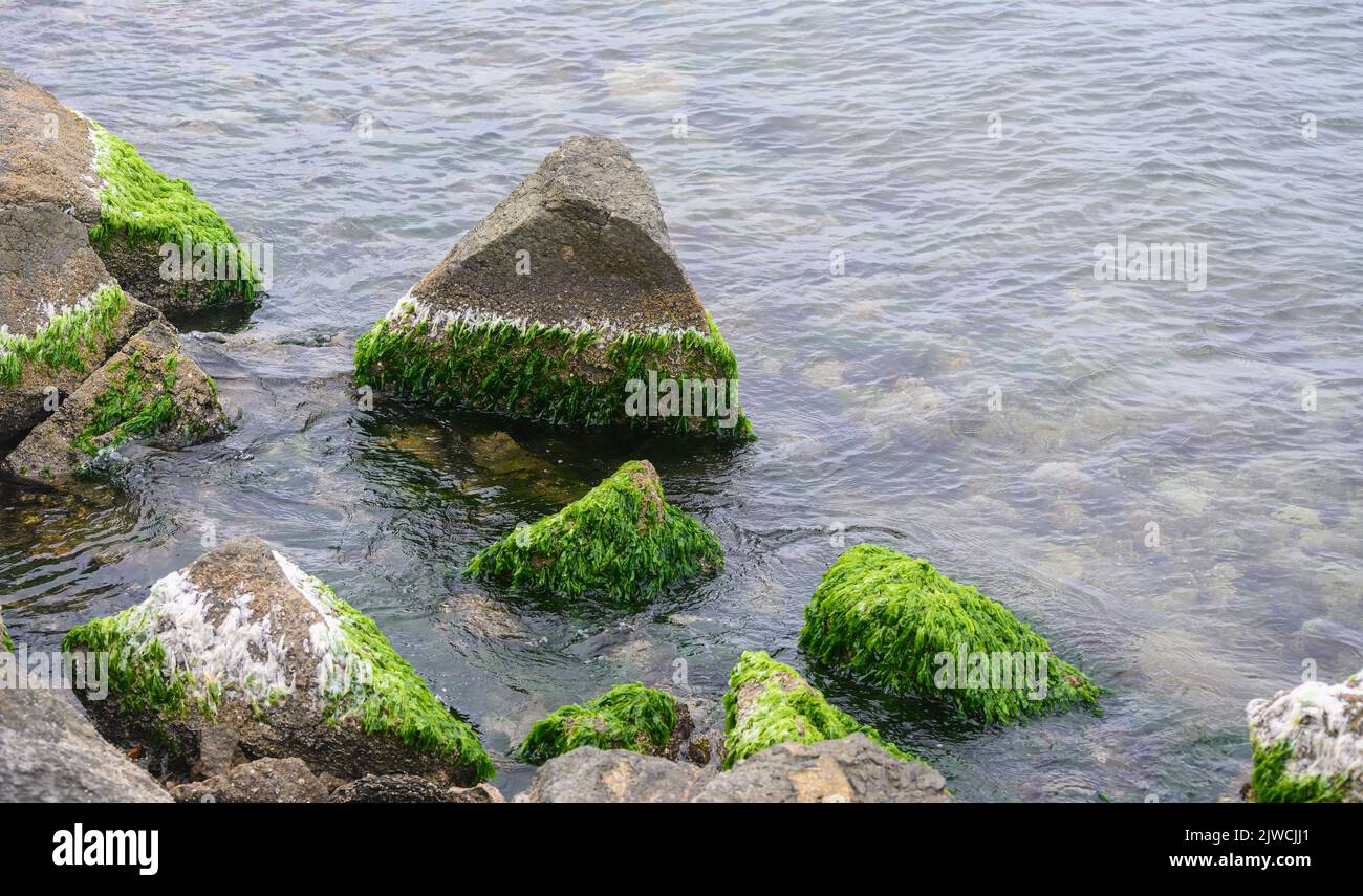 Green algae on a stone by the seashore Stock Photo - Alamy