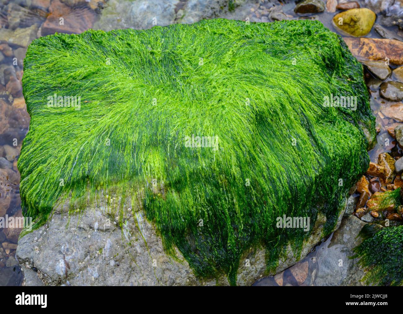 Green algae on a stone by the seashore Stock Photo - Alamy