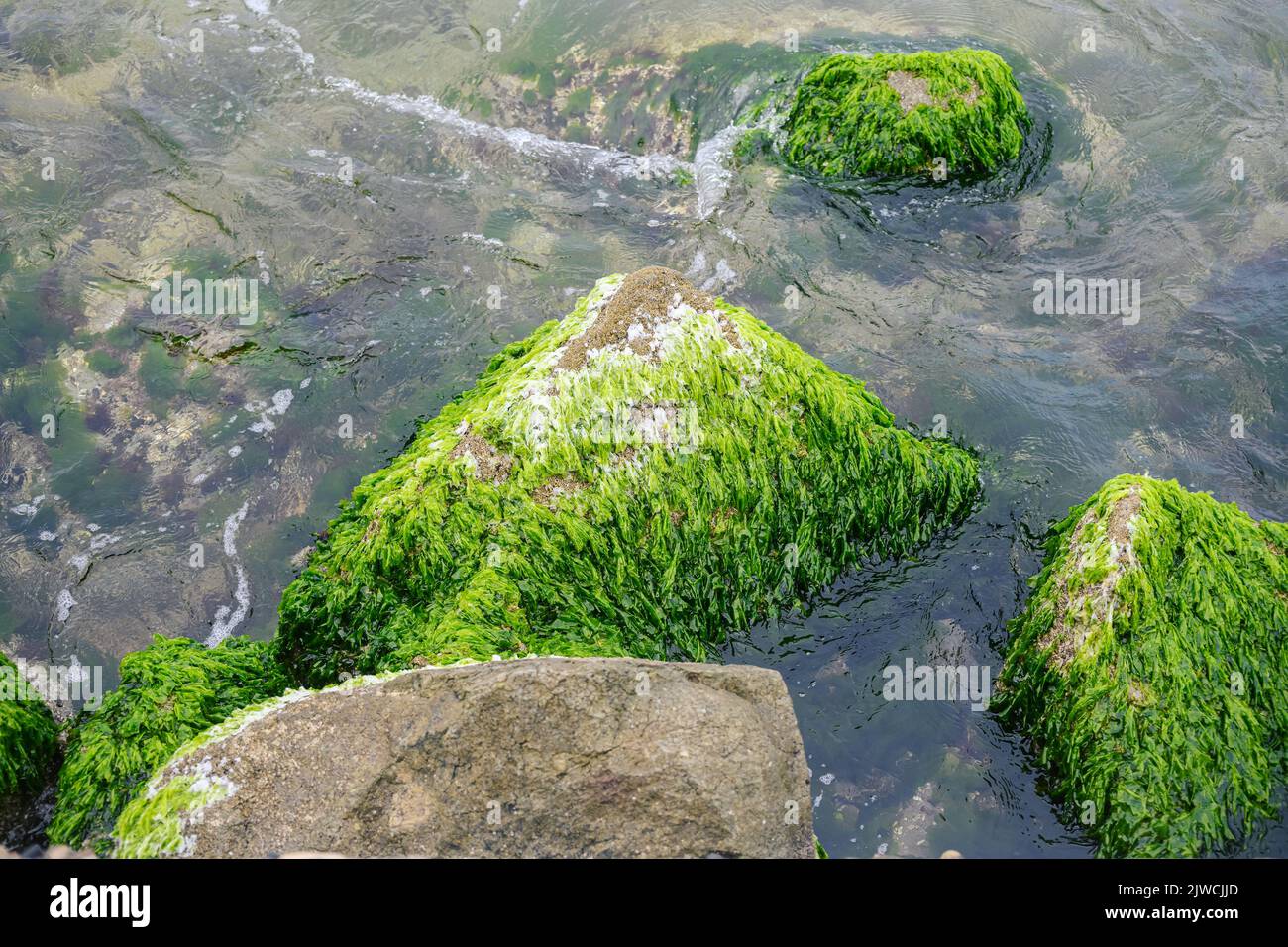 Green algae on a stone by the seashore Stock Photo - Alamy