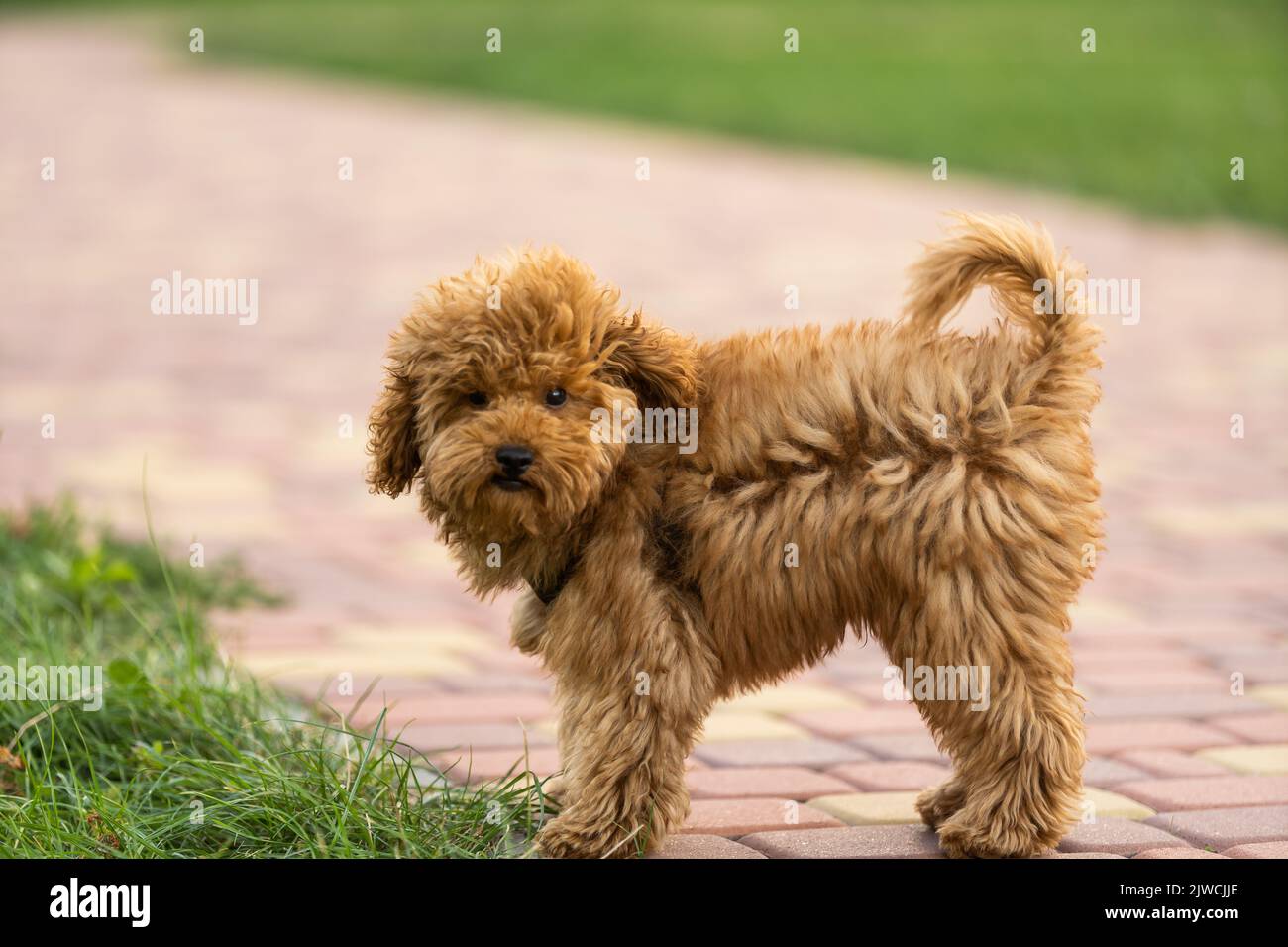 Adorable Maltese and Poodle mix Puppy or Maltipoo dog, running and ...